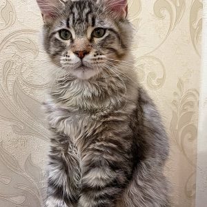 Available Kittens - Pure Main Coon kittens
