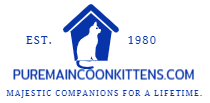 Home - Pure Main Coon kittens